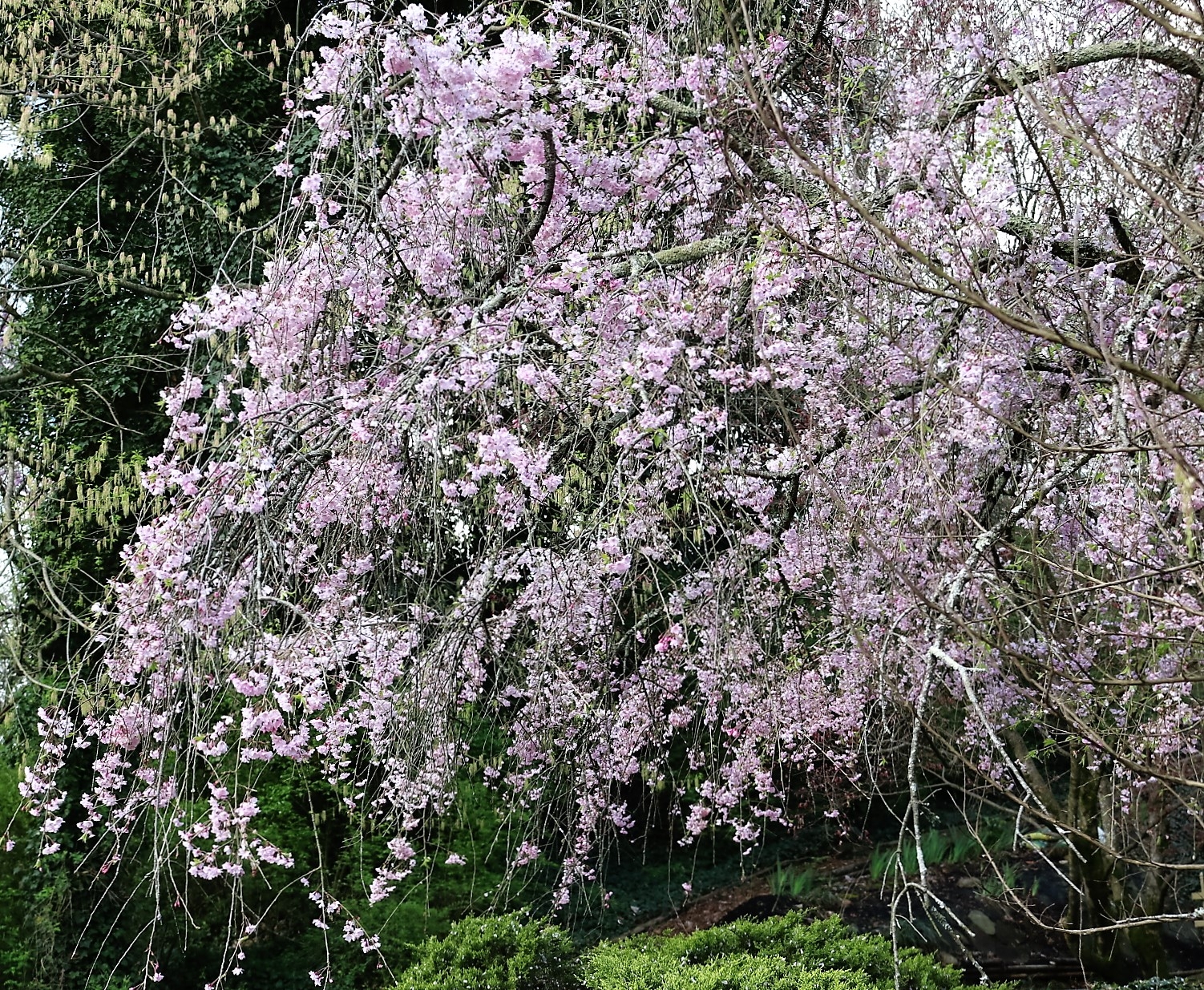 Weeping Cherry – Easing Along